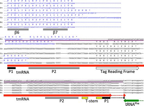 Carsonella Smpb Ssra Pseudogenization Neighbor Gene Overlap And