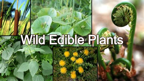 Edible Wild Plants Philip Stark Thinks Theres Probably A Salads