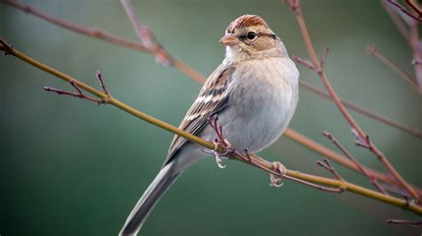 Identifying Sparrows Youtube