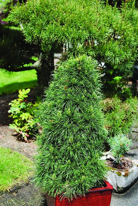 Green Penguin Dwarf Scotch Pine 1 Year Live Plant Pine Trees Patio Lawn And Garden