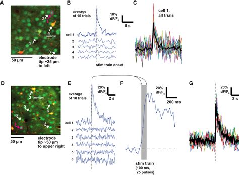 Direct Activation Of Sparse Distributed Populations Of Cortical