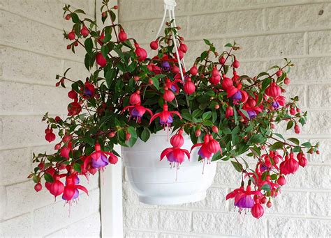Gorgeous Different Types Of Fuchsia Plants Garden Lovers Club