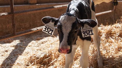 Cfia Animal Feed Regulations At Francis Needham Blog