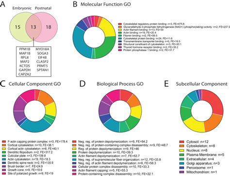 Proteomic Analysis Of The Developing Mammalian Brain Links Pcdh19 To The Wnt β Catenin