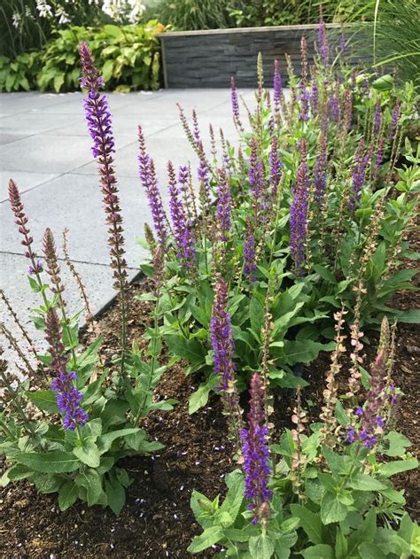 Grassentuin Minimalistisch Minimalistische Tuin Mediterrane Tuin Tuin