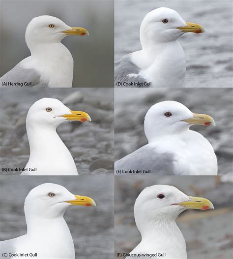 Cook Inlet Gull American Herring X Glaucous Winged Gull Hybrid