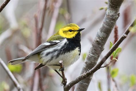 Green Warbler
