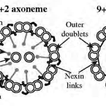 Typical ‘92 Axoneme A Schematic Drawing Of Axoneme Showing Its