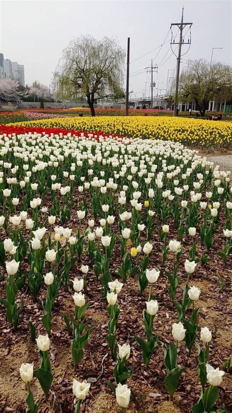 하얀 튤립노랑튤립 보세요 꿀팁 캐시피드