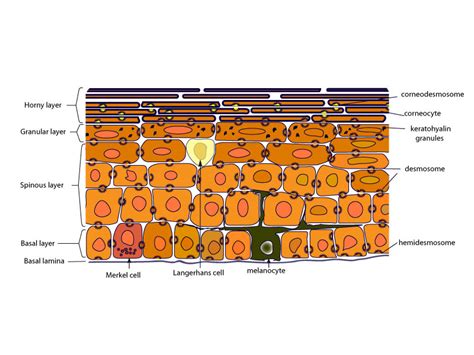 The Epidermis Biologie De La Peau