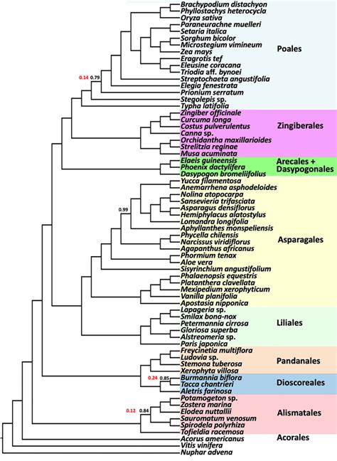 Aloe Plant Phylogeny Tree