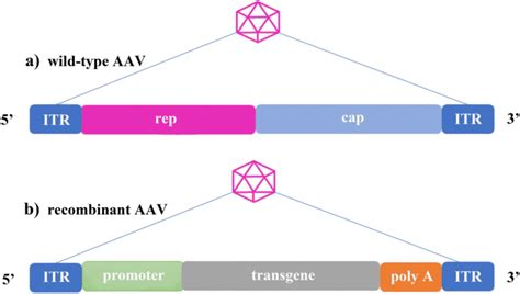 Genome Structure Of A Wild Type Aav And B Recombinant Aav The Download Scientific Diagram