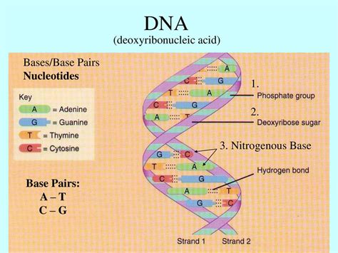 Basic Biology Review Ppt Download