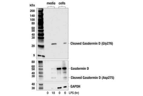Cleaved Gasdermin D Gly276 E9u7h Rabbit Mab Cell Signaling Technology