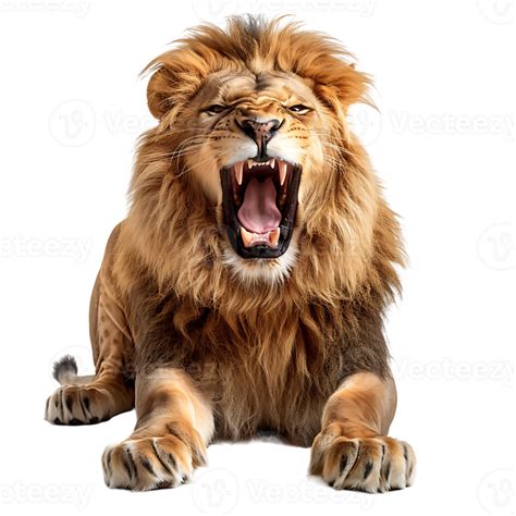 Angry Lion Pngs For Free Download