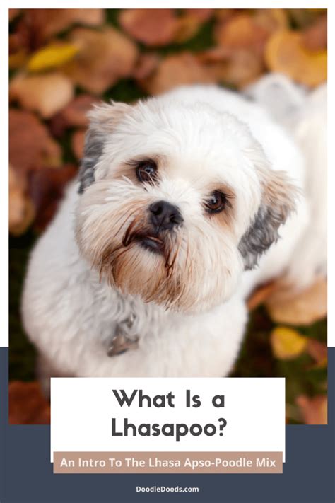 Lhasapoo 101 An Intro To The Lhasa Apso Poodle Mix Doodle Doods