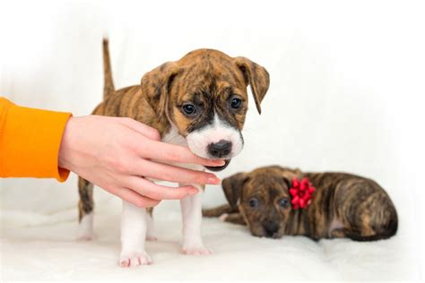 How To Train A Pitbull Puppy Not To Bite 10 Expert Tips Hepper Pet