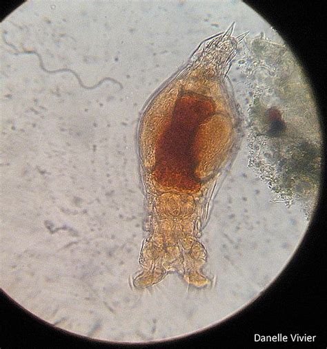 Awordaday Parthenogenesis