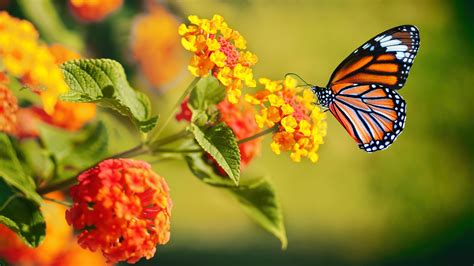 What Colours Go With Orange Flowers At Ruby Lay Blog