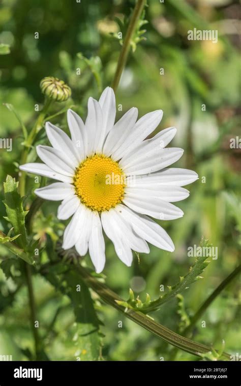 Macro Close Up Of Single White Flower Of Oxeye Daisy Leucanthemum