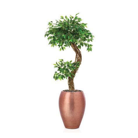 Ficus S Shape Siji Greenhouse