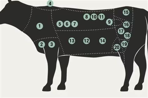 Conheça As 20 Partes Do Boi Que Vêm Os Cortes Das Carnes Curta Mais