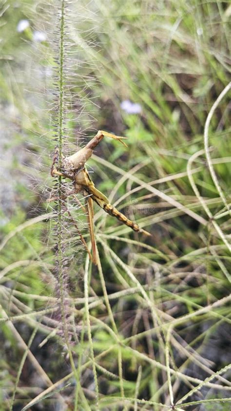 Dead Slant Faced Grasshopper Hanging On The Chloris Grass Stock Image