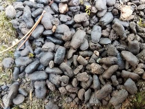 Insect Frass Bugguidenet