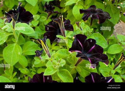 Deep dark purple flowers of Petunia 'Pinstripe' Stock Photo - Alamy