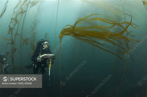 Biologist Mike Beck Performs Rockfish Survey In Mixed Giant Kelp
