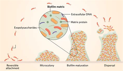 How Ozone Systems Revolutionize Biofilm Removal