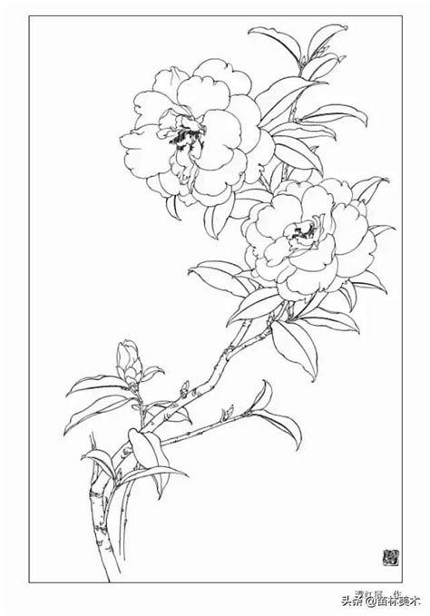 分享 9种花卉的各形态白描图 值得收藏