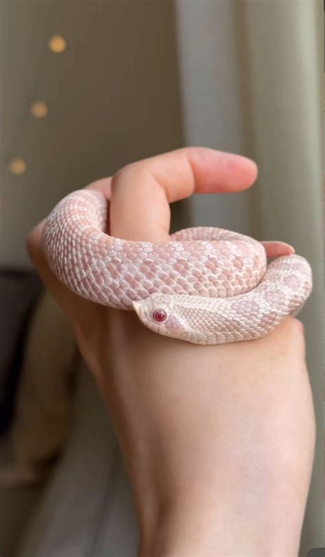 Snow Western Hognose White Snake With Red Eyes Aesthetic Hognose