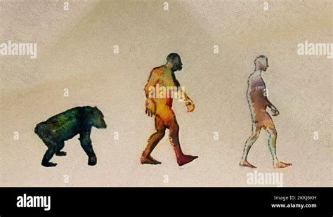 Australopithecus Illustration Stock Videos And Footage Hd And 4k Video