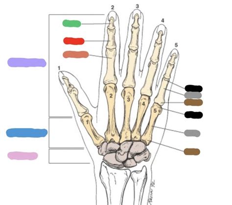 Radsci 3411 Upper Extremity Labeling Part 1 Flashcards Quizlet