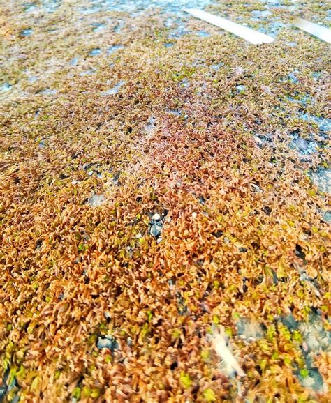 Grenn Lan Island Tree Grass Stock Image Image Of Grenn Grass 277801003