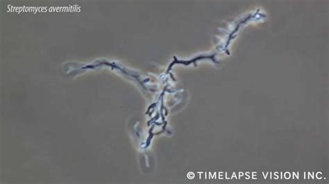 放線菌 Streptomyces Avermitilis Youtube