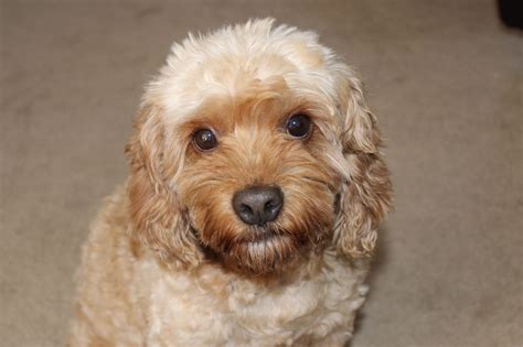 How To Clean Cockapoos Eyes At Amber Polk Blog