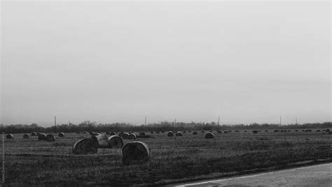 Field Of Round Bales By Stocksy Contributor Tatjana Zlatkovic Stocksy