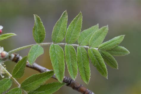 Florealpes Sorbus Domestica Cormier Rosaceae Fiche Détaillée