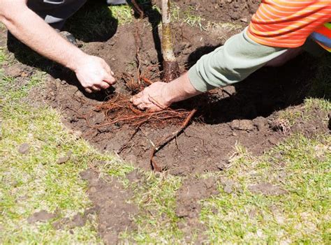 Planting Bare Root Trees Tips For Strong Healthy Growth