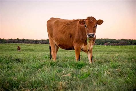 Jersey Cattle Known For At James Buckler Blog