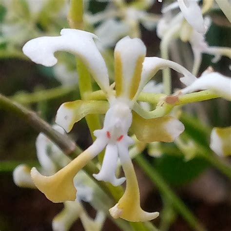 Cryptopus Paniculatus · Inaturalist