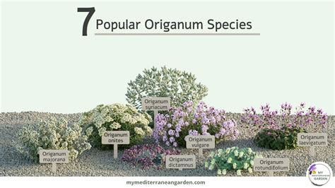 Types Of Oregano