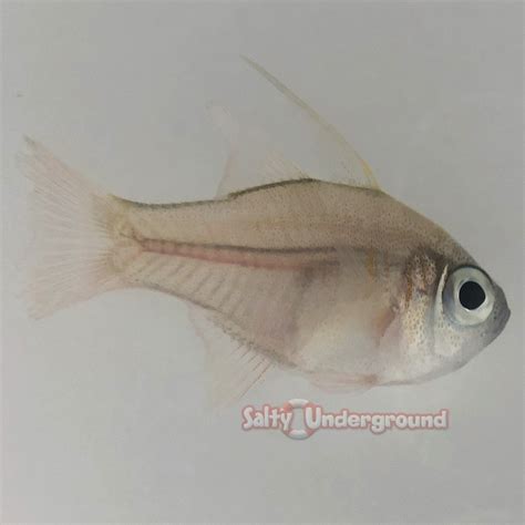 Salty Underground Glass Cardinal Fish Apogon Leptacanthus