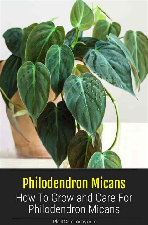 Growing Philodendron Micans A Guide To Velvet Leaf Philodendrons