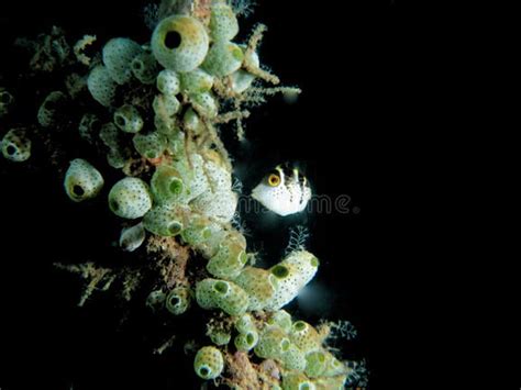 Pose First Beautiful Puffer Fish On Green Coral Stock Image Image Of