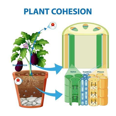 Schéma Montrant Le Mouvement De Leau Dans Les Plantes 7207146 Art
