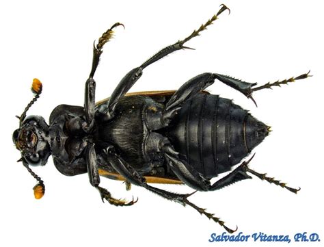 Coleoptera Silphidae Nicrophorus Mexicanus Sexton Beetles Male L