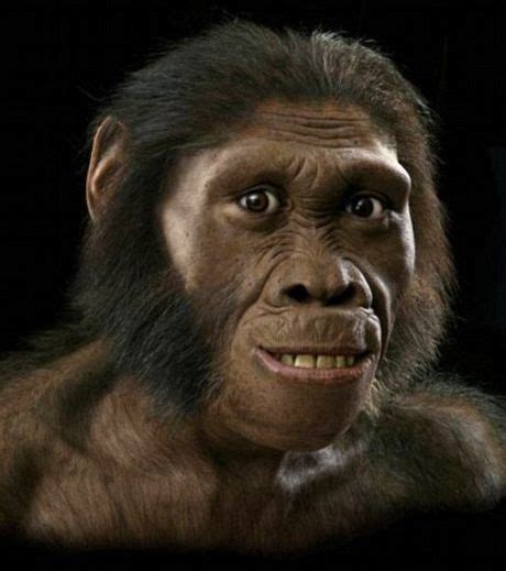 Les Moulages De Squelettes Daustralopithecus Sediba A Londres Le